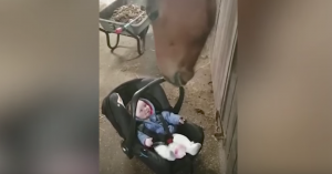 The horse’s paternal instincts come to the forefront as it assists in ...